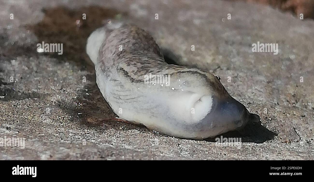 Genital pore hi-res stock photography and images - Alamy