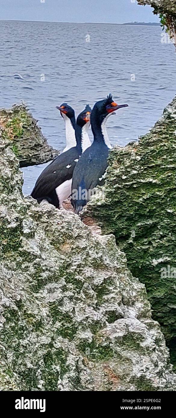 Chatham Shag (Leucocarbo onslowi), Aves, Chatham Islands, Rekohu ...