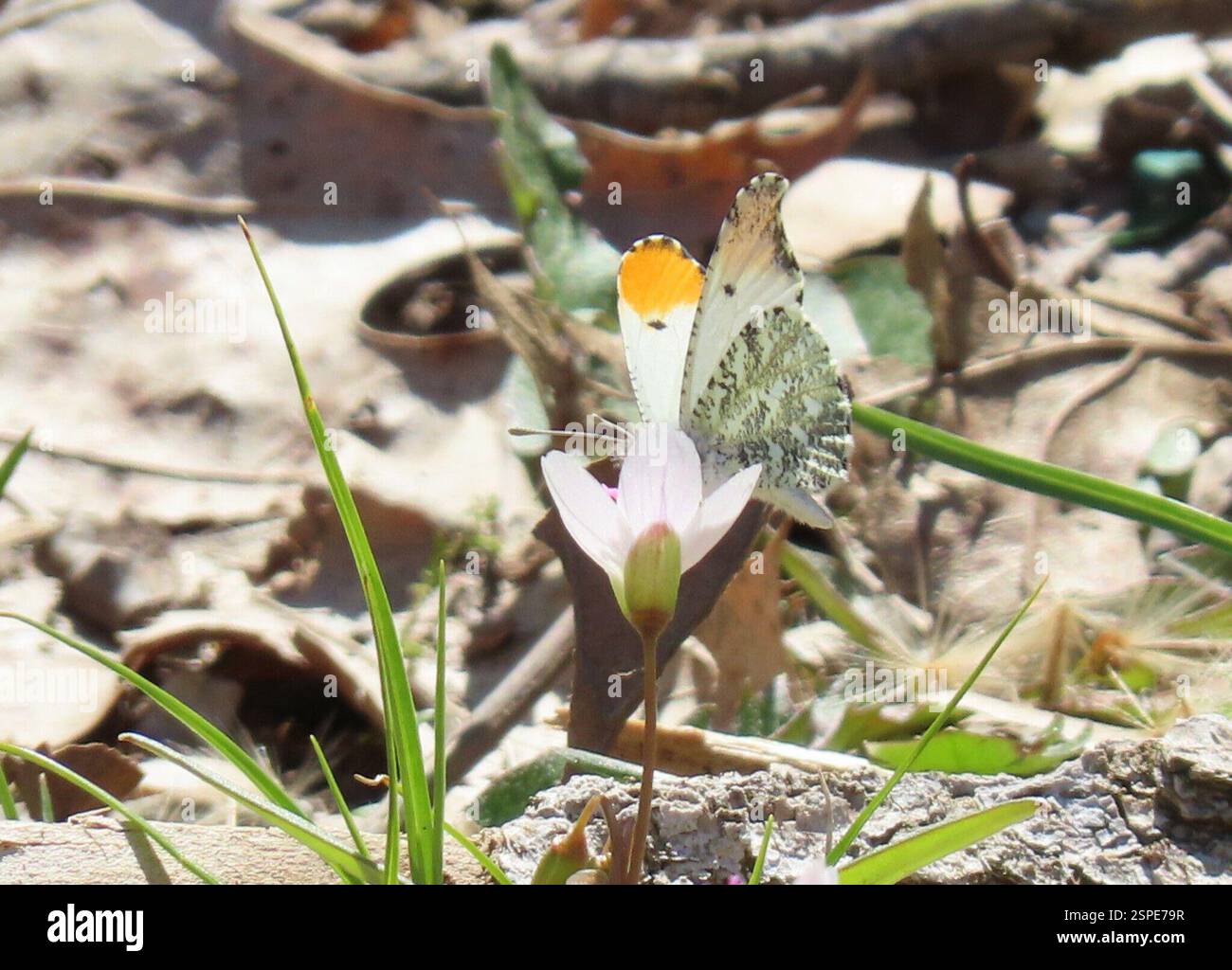 Falcate Orangetip (Anthocharis midea), Insecta, Rockwoods Reservation ...