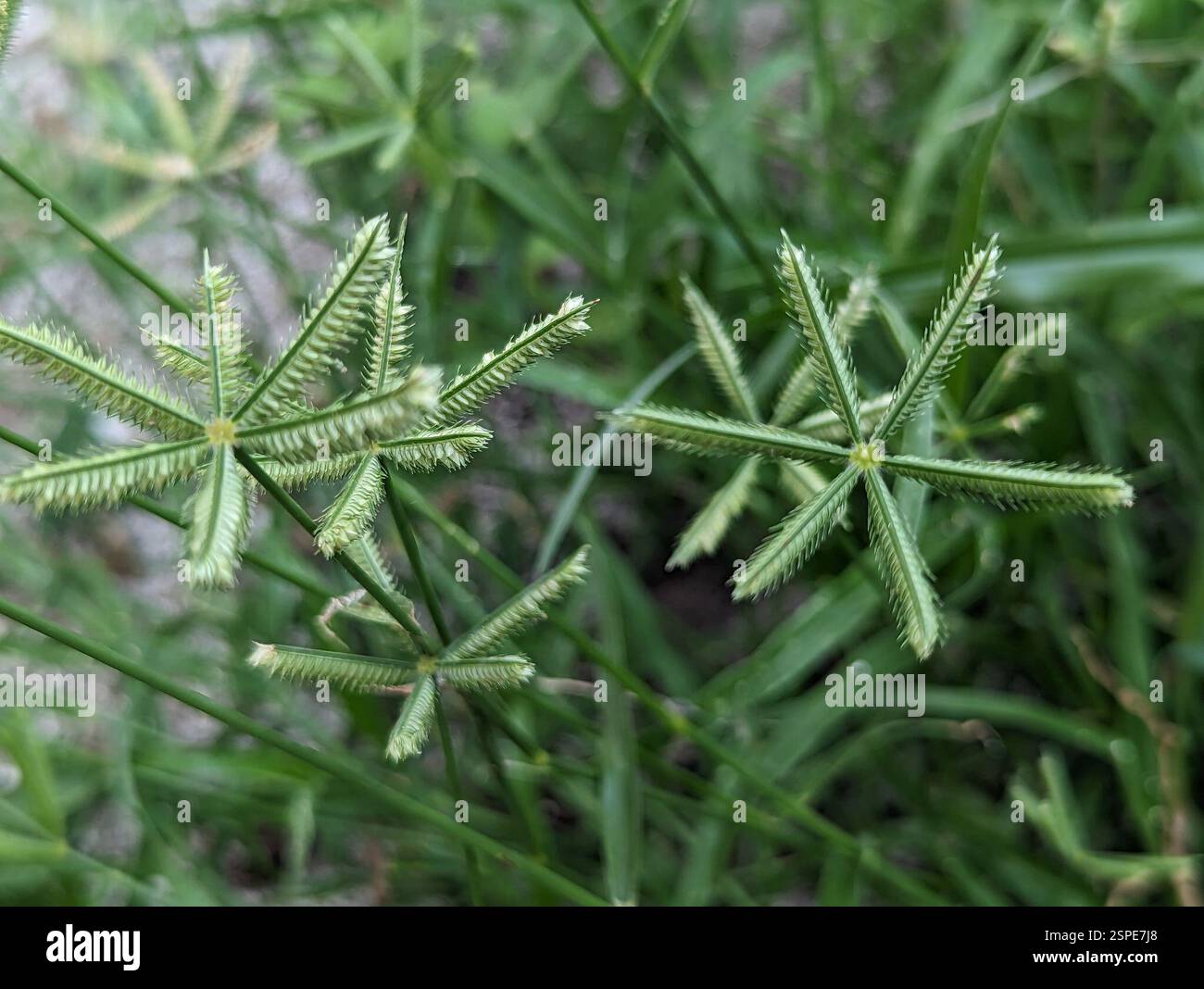 crowsfoot grasses (Dactyloctenium), Plantae, Maldives Stock Photo - Alamy