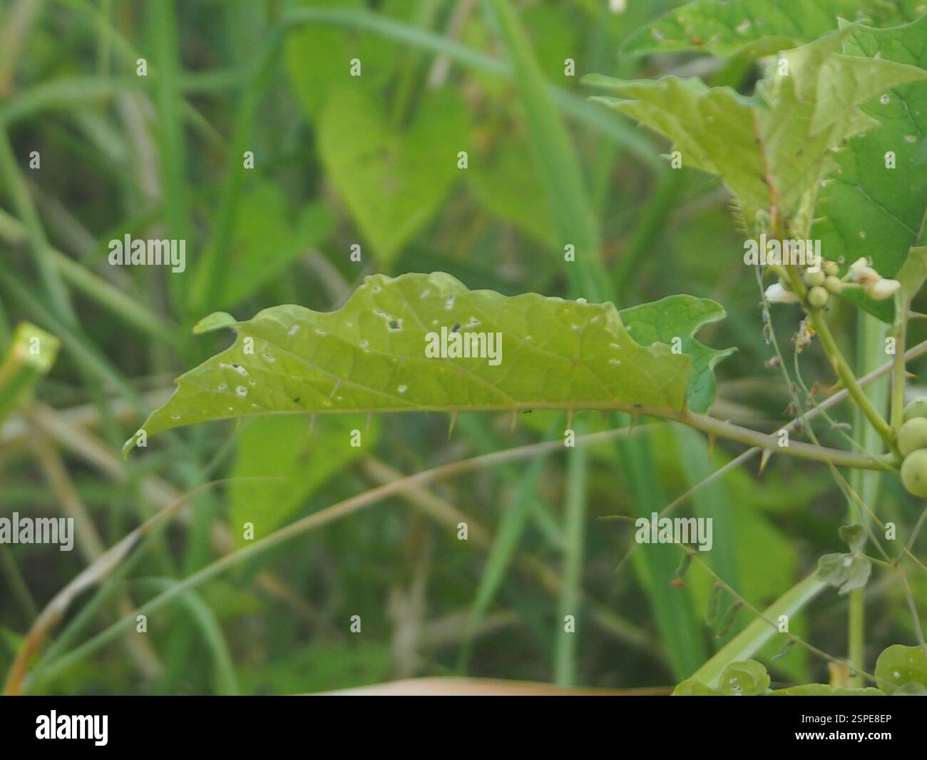 coconilla (Solanum stramoniifolium), Plantae, Blauwgrond, Paramaribo ...