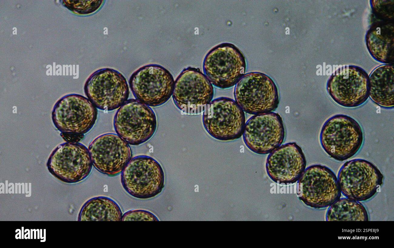 eastern redbud (Cercis canadensis), Plantae, University City South, Charlotte, NC, USA, First ...