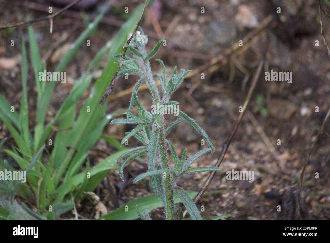 Clearwater cryptantha (Cryptantha intermedia), Plantae, Pasadena, CA ...