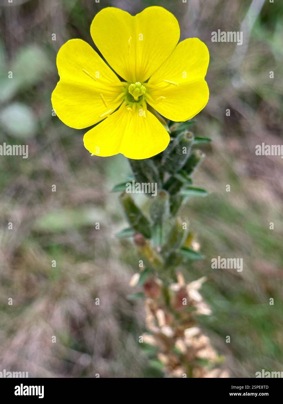 evening primrose family (Onagraceae), Plantae, Aoraki/Mount Cook ...