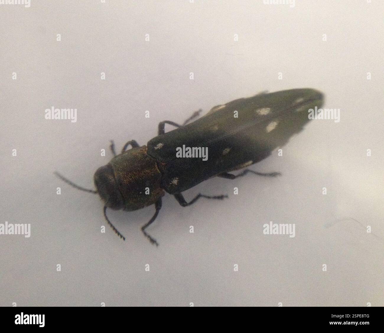 Decoloratus hi-res stock photography and images - Alamy