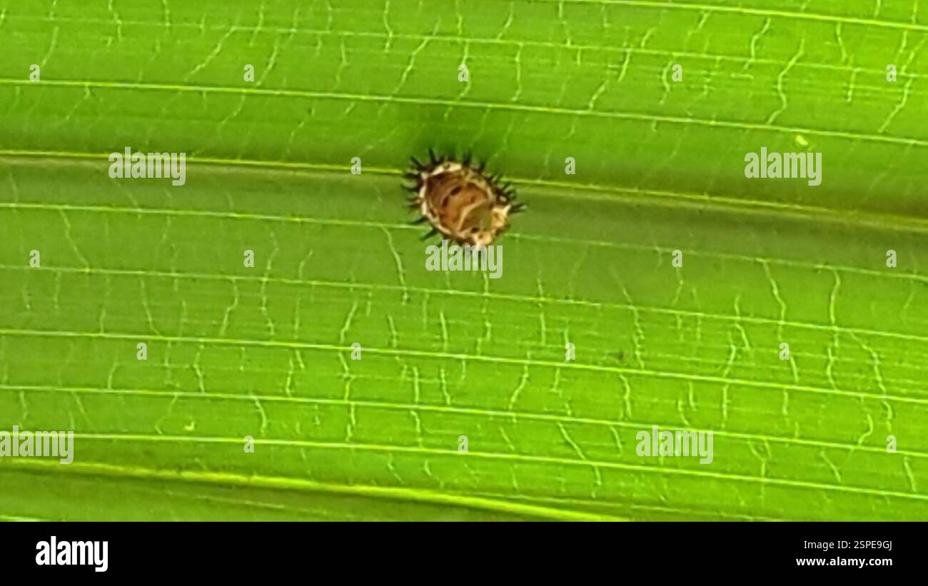 Asian Spotted Tortoise Beetle (Aspidimorpha miliaris), Insecta, Defence ...