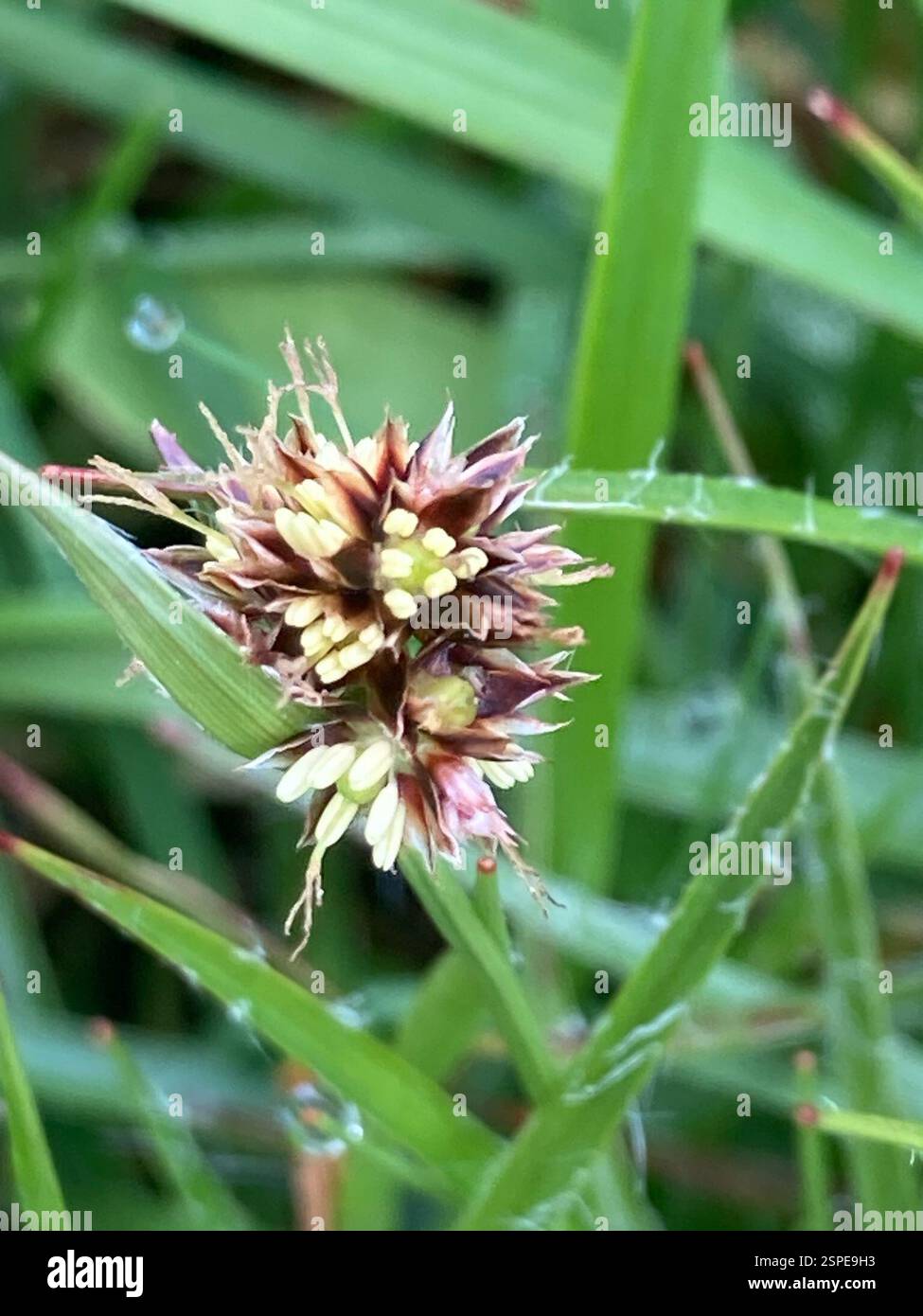 Field woodrush (Luzula campestris), Plantae, North Walls, Dorset ...