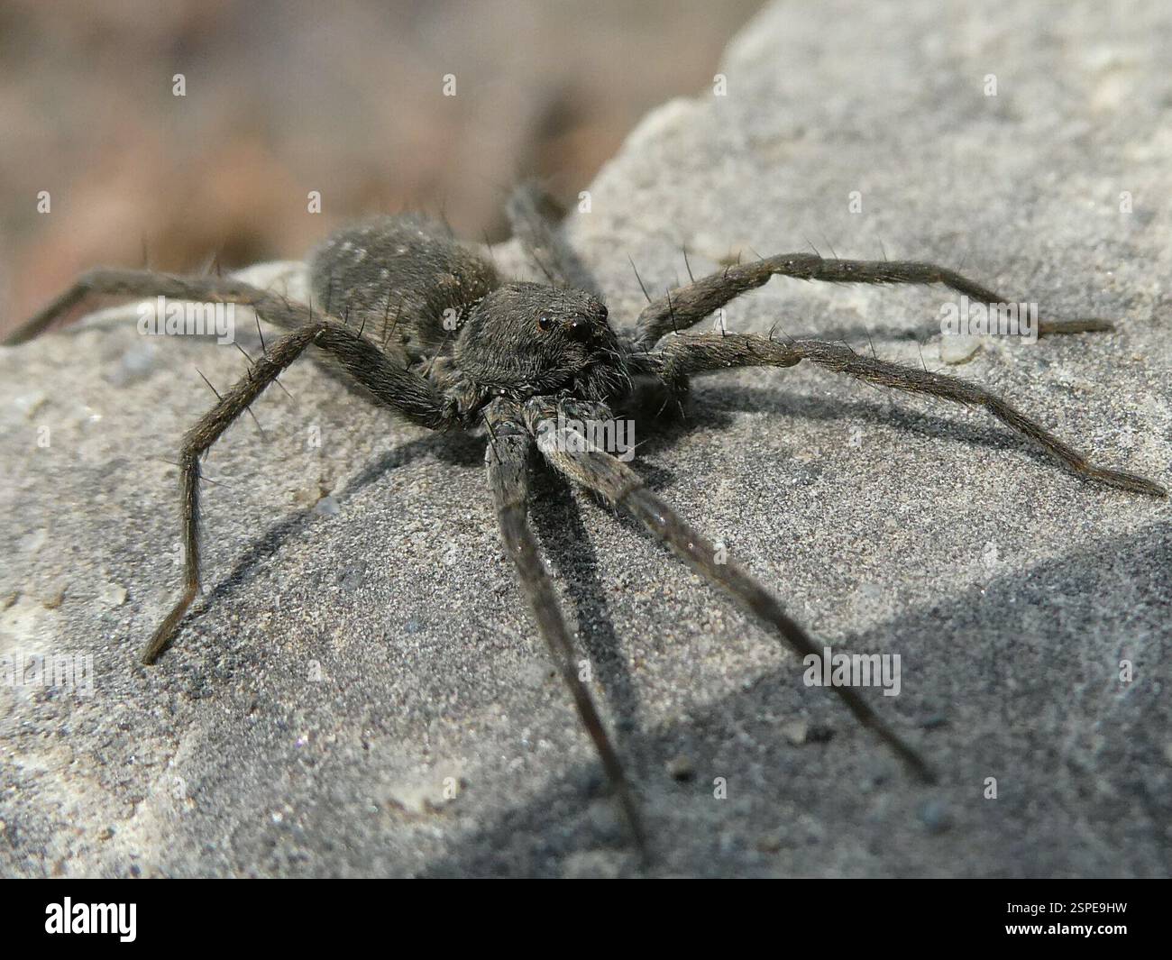 Stone Spider (Pardosa lapidicina), Arachnida, Colchester Village ...