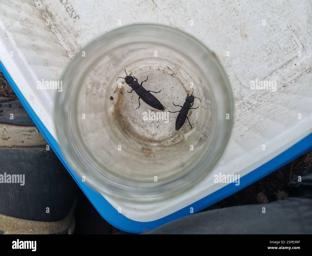 Devil's Coach Horse Beetle (Ocypus olens), Insecta, 34800 Octon, France ...