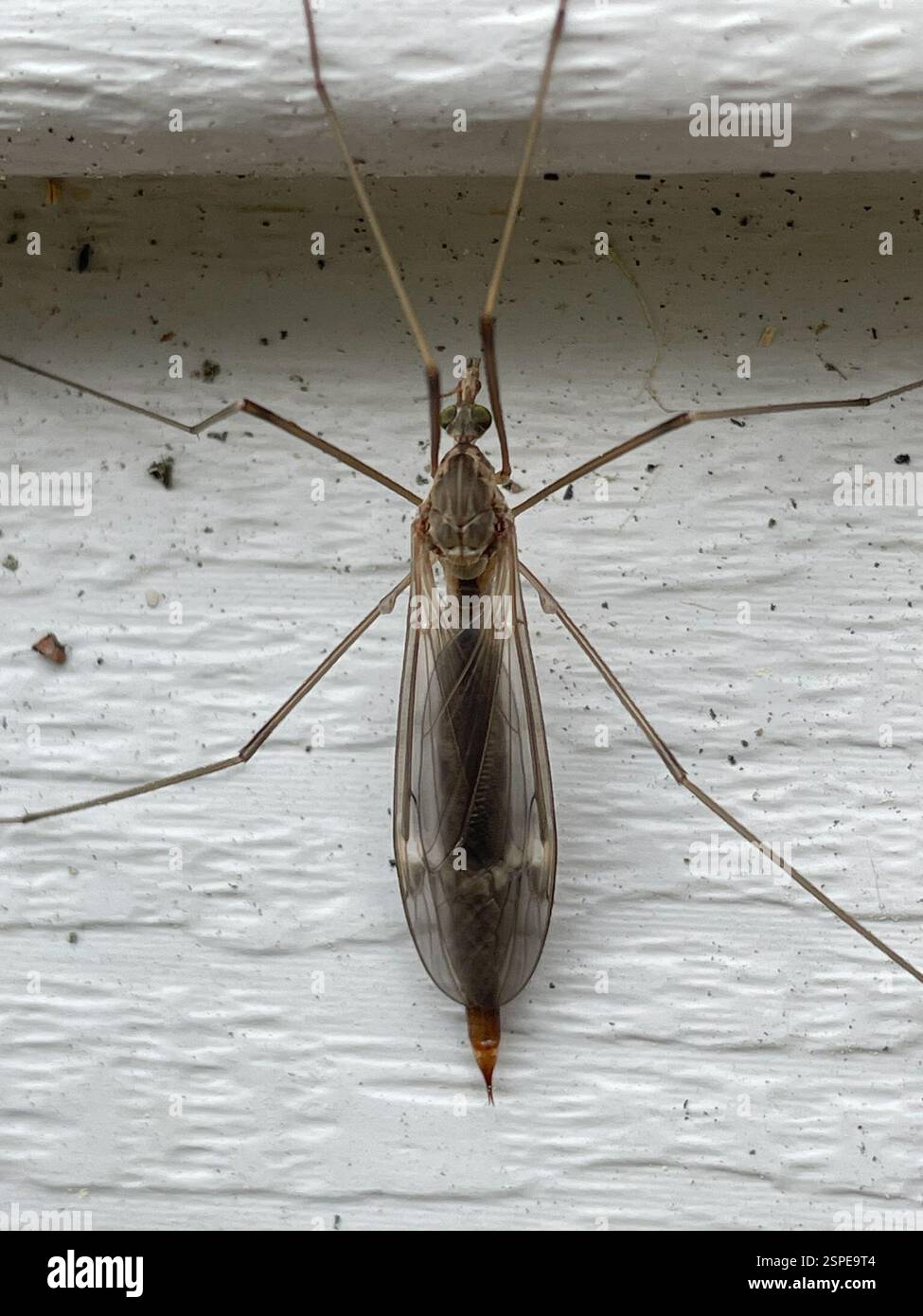 Common Crane Flies (Tipula), Insecta, SR-22 S, Huntingdon, TN, US Stock ...