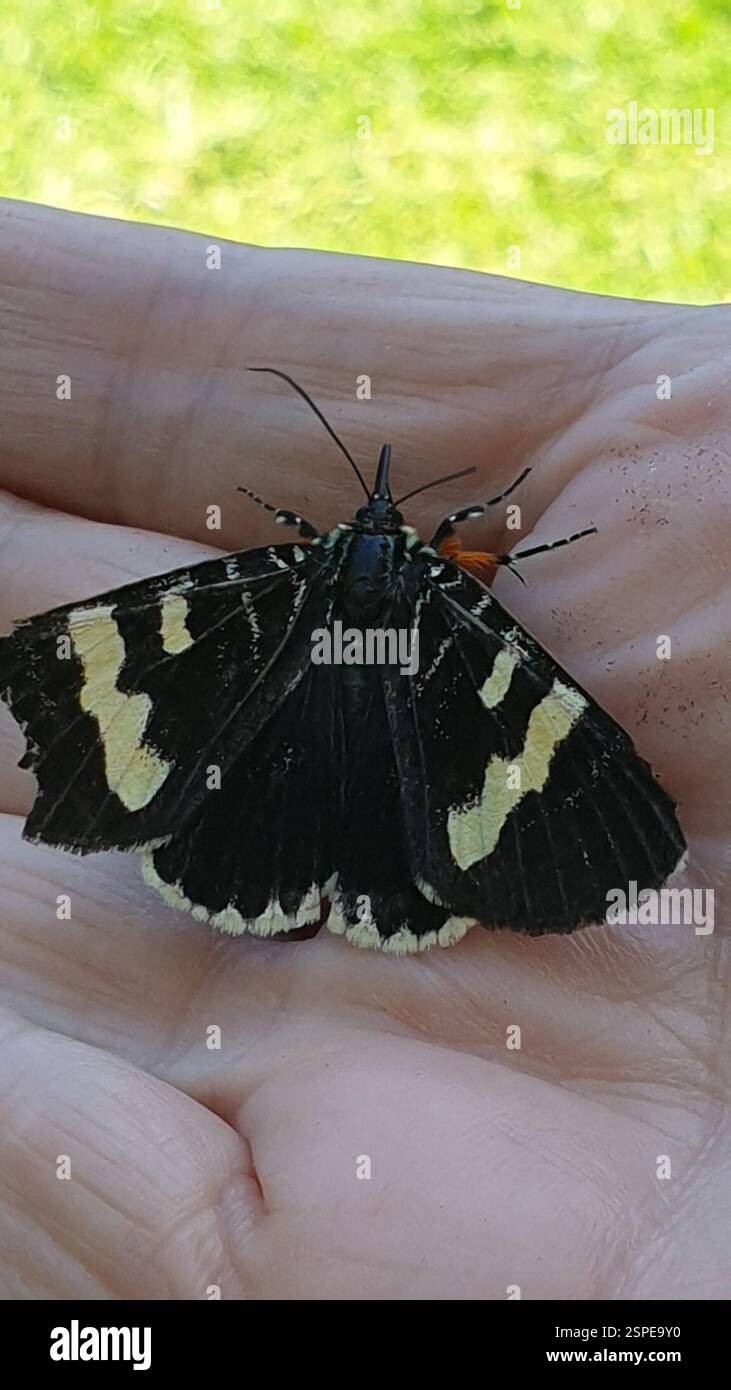 Australian Grapevine Moth (Phalaenoides glycinae), Insecta, Morphett ...