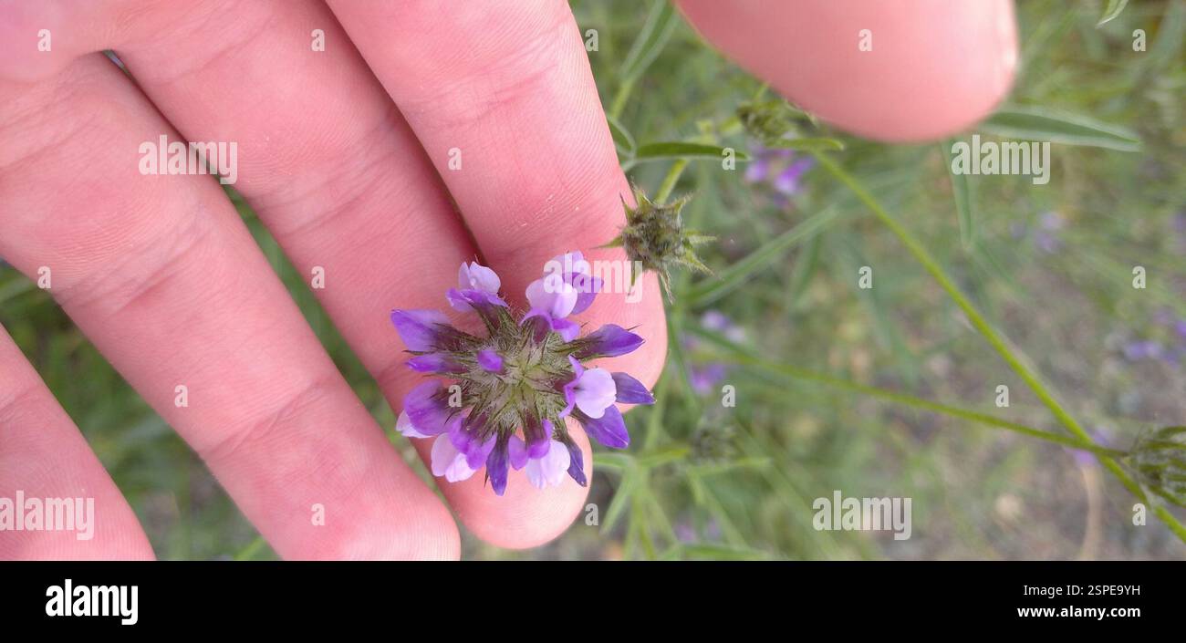 arabian pea (Bituminaria bituminosa), Plantae, Lycabette Stock Photo ...