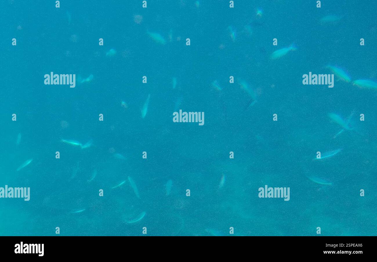 Ray-finned Fishes (Actinopterygii), Actinopterygii, Alifu Dhaalu Atoll ...