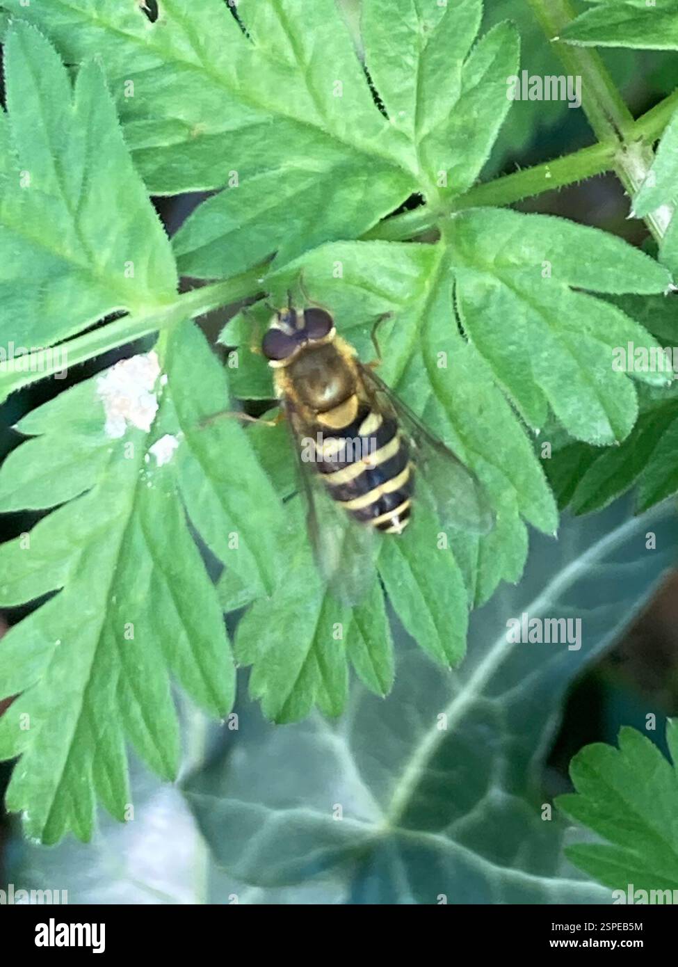 Common Flower Flies (Syrphus), Insecta, Chiswick Mall, London, England ...