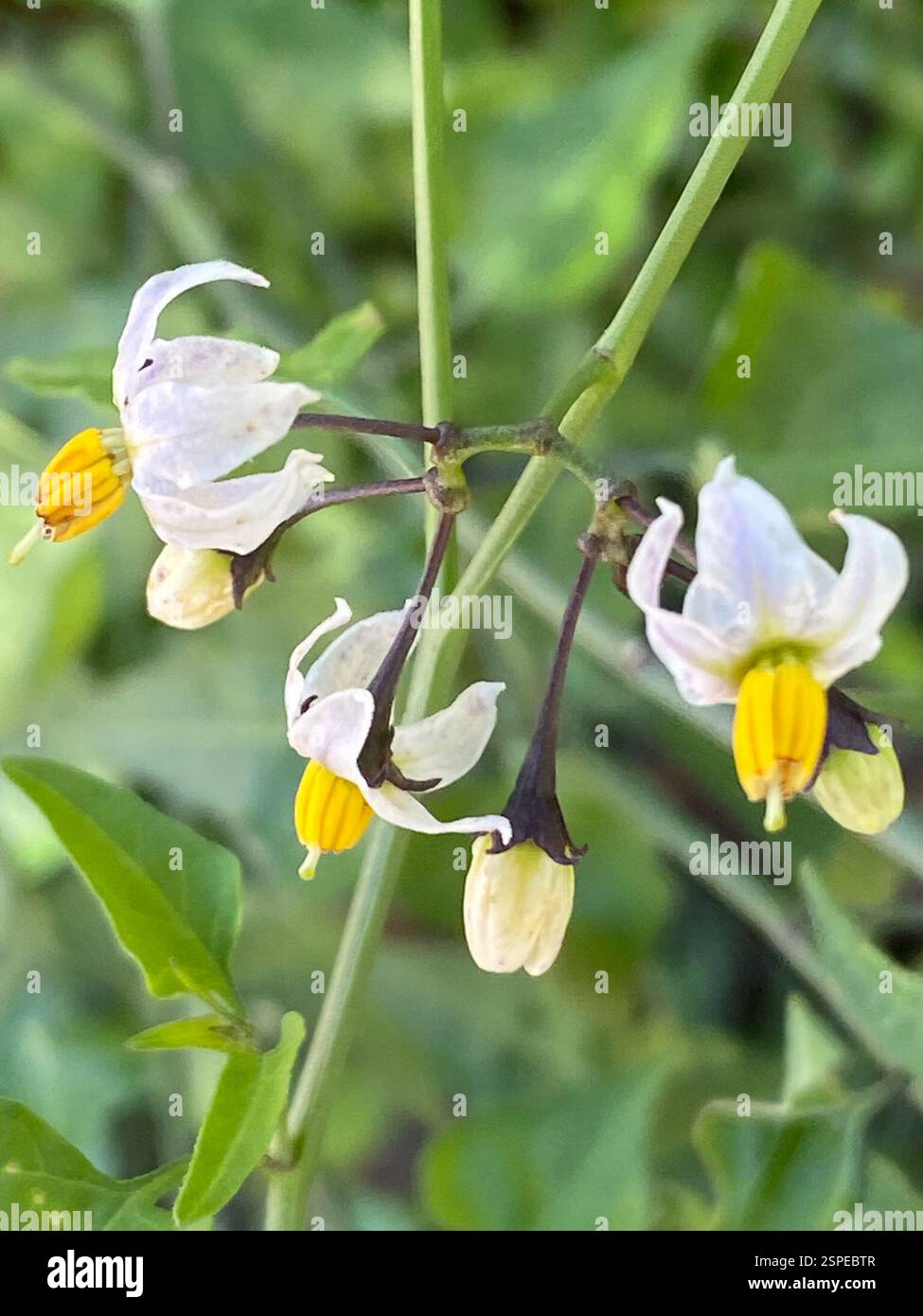 Texas nightshade (Solanum triquetrum), Plantae, E Main St, Cameron, TX ...