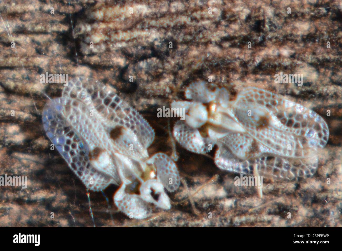 Eastern Sycamore Lace Bug (Corythucha ciliata), Insecta, Altstadt ...