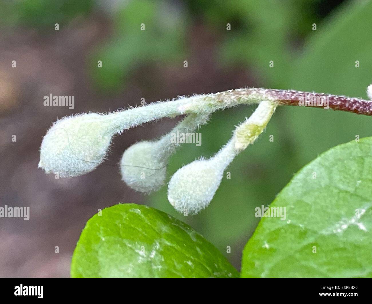 Snowdrop Bush (Styrax officinalis), Plantae, Crete, Moussouri, Crete ...