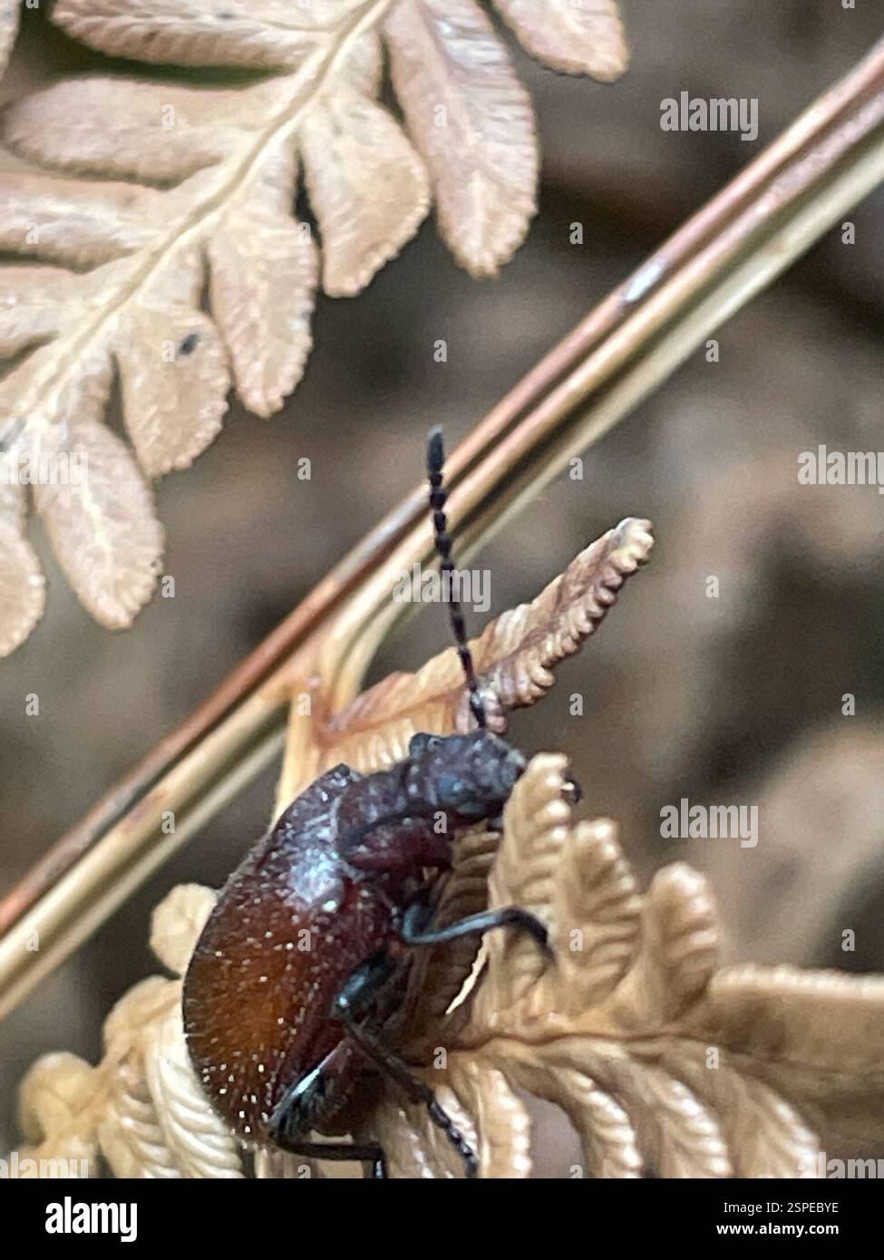 honeybrown beetle (Ecnolagria grandis), Insecta, Melbourne VIC ...