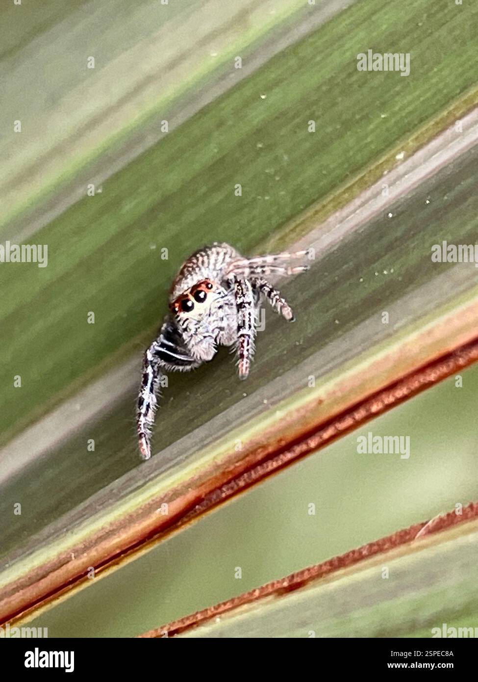 Garden Jumping Spiders (Opisthoncus), Arachnida, Melbourne VIC ...