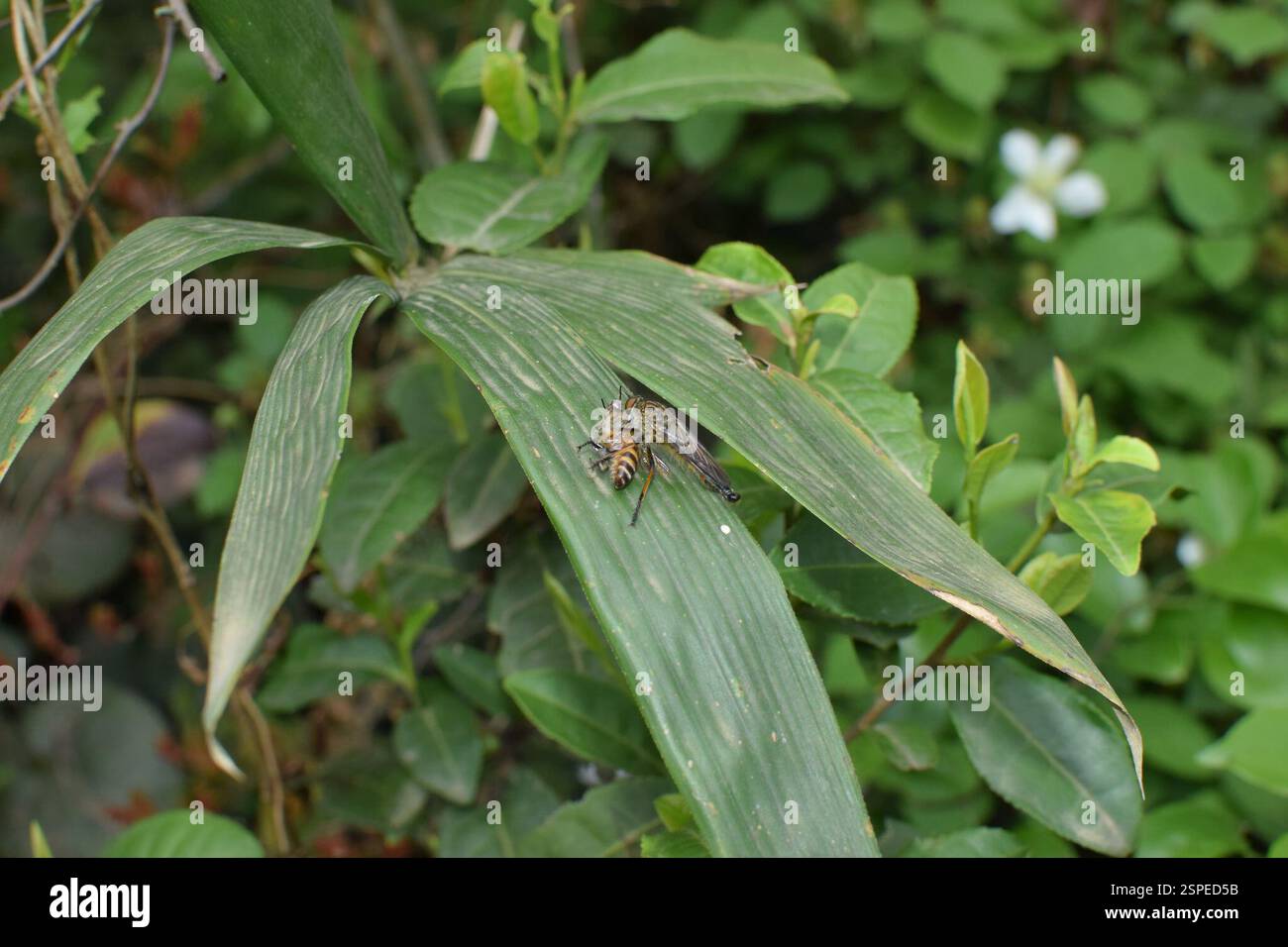 Neoitamus angusticornis hi-res stock photography and images - Alamy