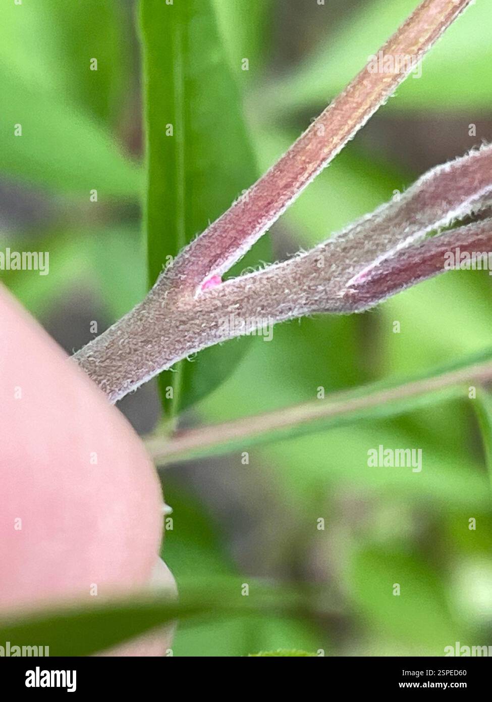Prairie flameleaf sumac (Rhus lanceolata), Plantae, Temple, TX, US ...