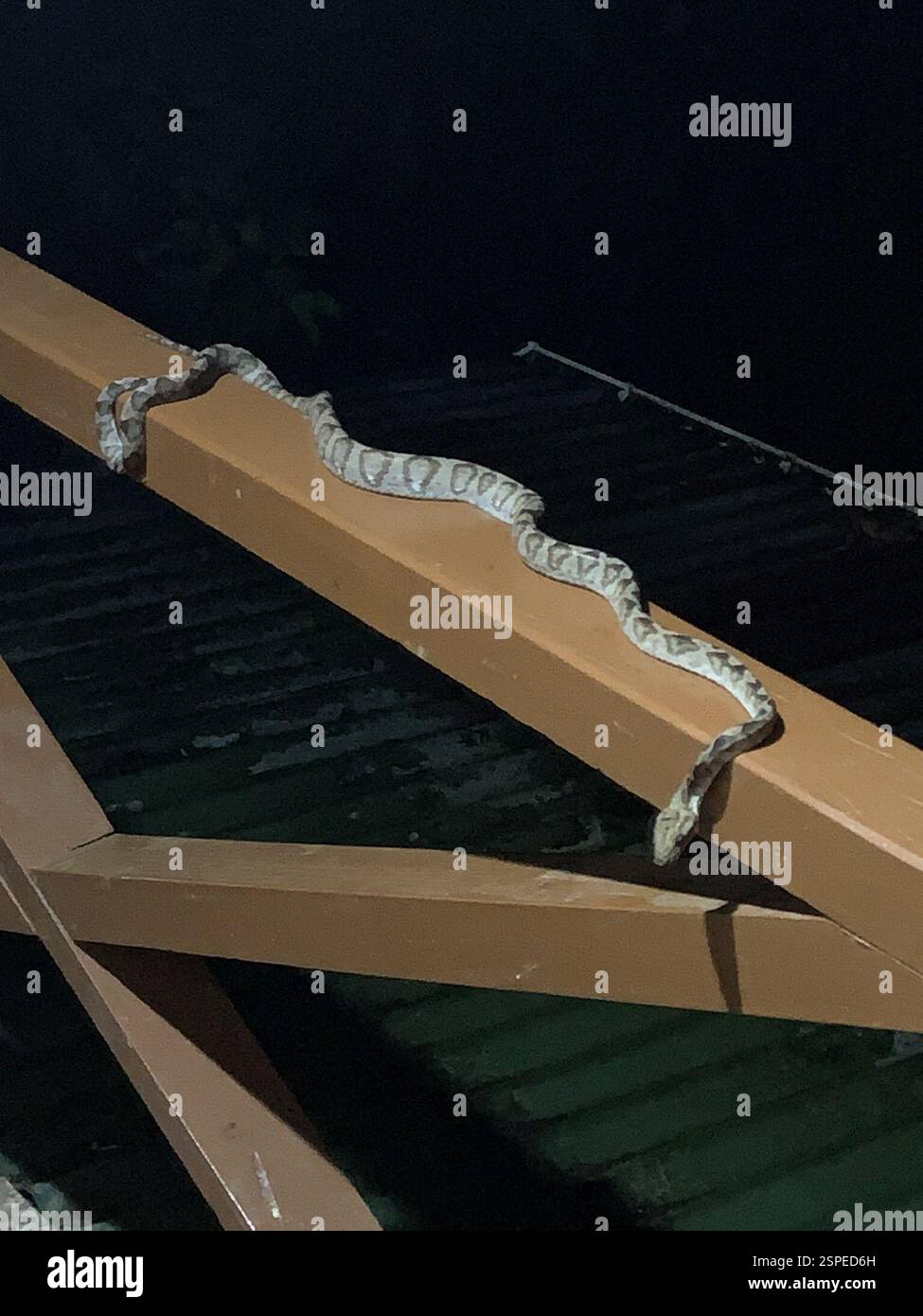 Ringed Tree Boa (Corallus annulatus), Reptilia, Str, Sarapiqui, Heredia ...