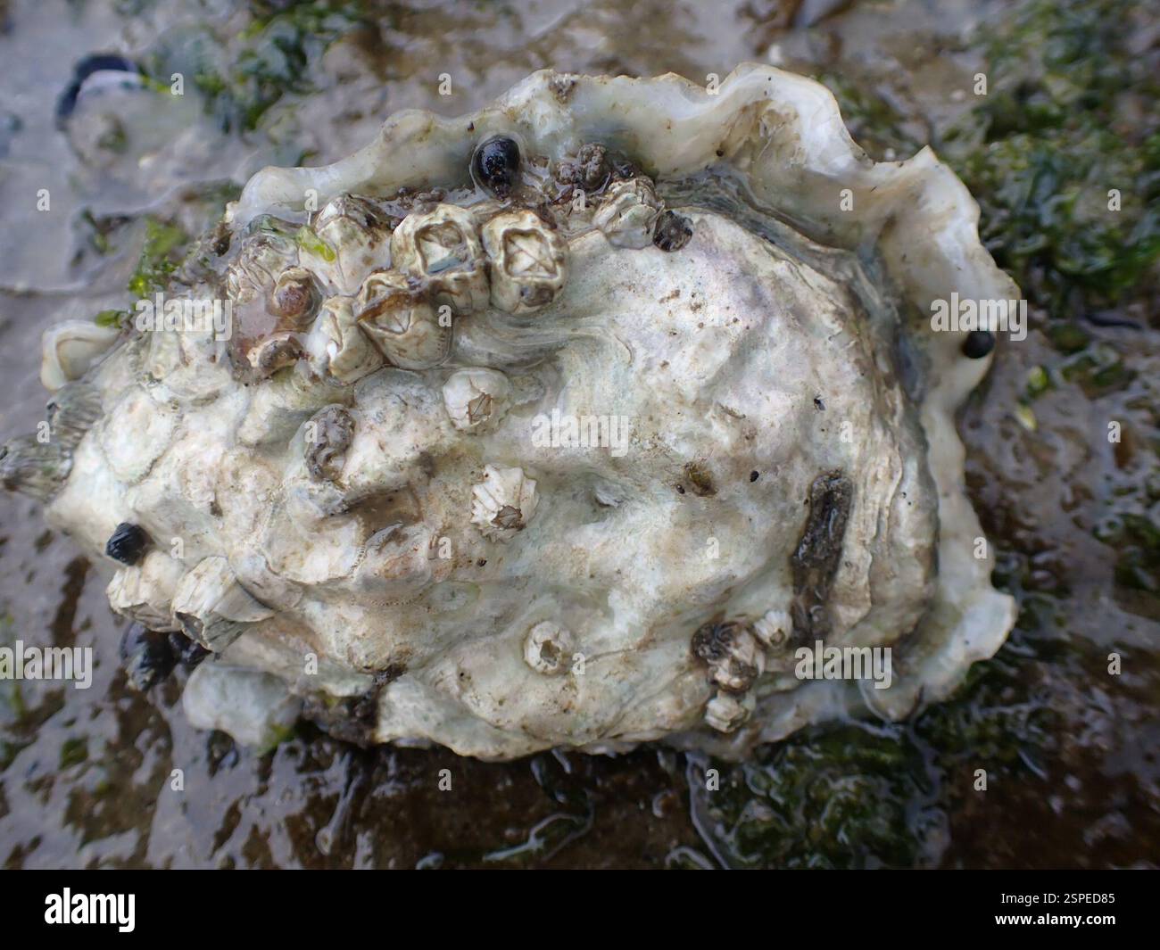 Pacific Oyster (Magallana gigas), Mollusca, Bowen Island, BC, Canada ...