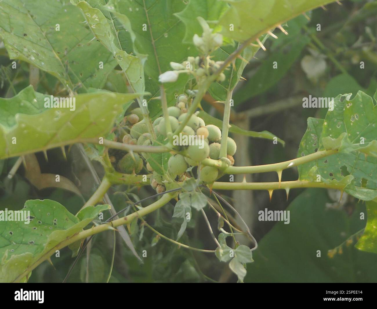 coconilla (Solanum stramoniifolium), Plantae, Blauwgrond, Paramaribo, Suriname Stock Photo - Alamy