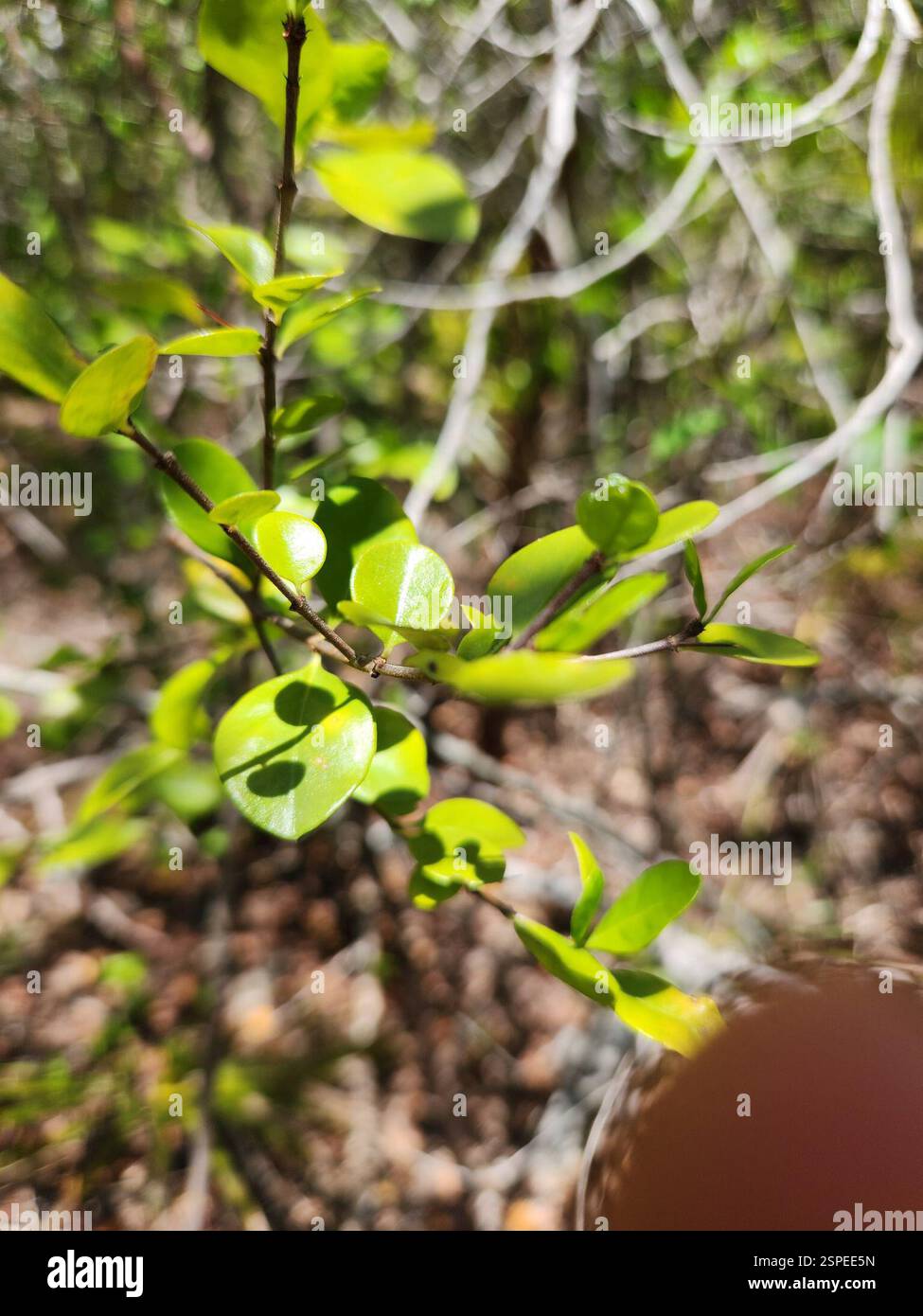 White Indigoberry (Randia aculeata), Plantae, Cayman Brac, KY Stock ...