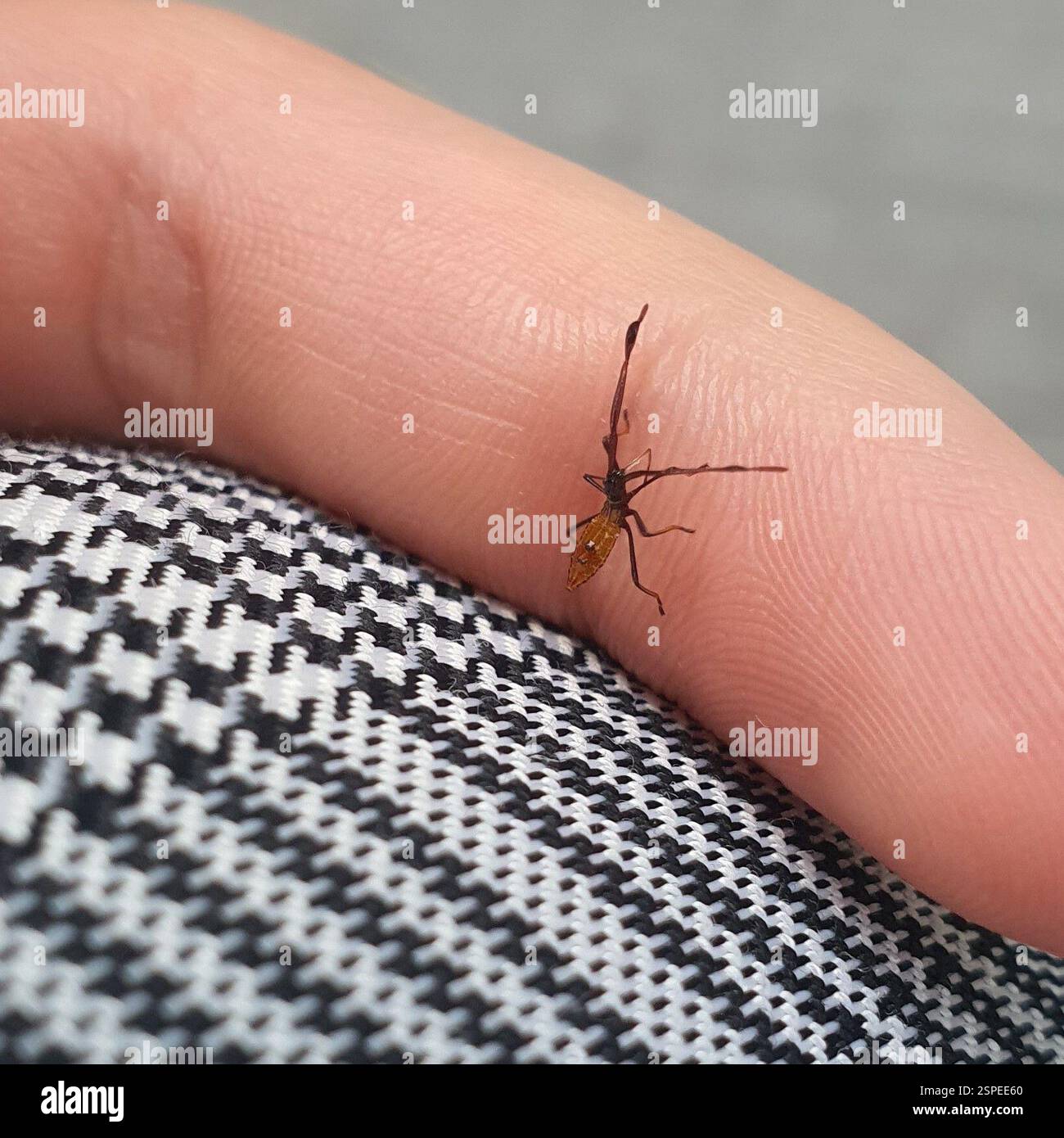 Fruitspotting Bug (Amblypelta nitida), Insecta, Canberra ACT 2601 ...