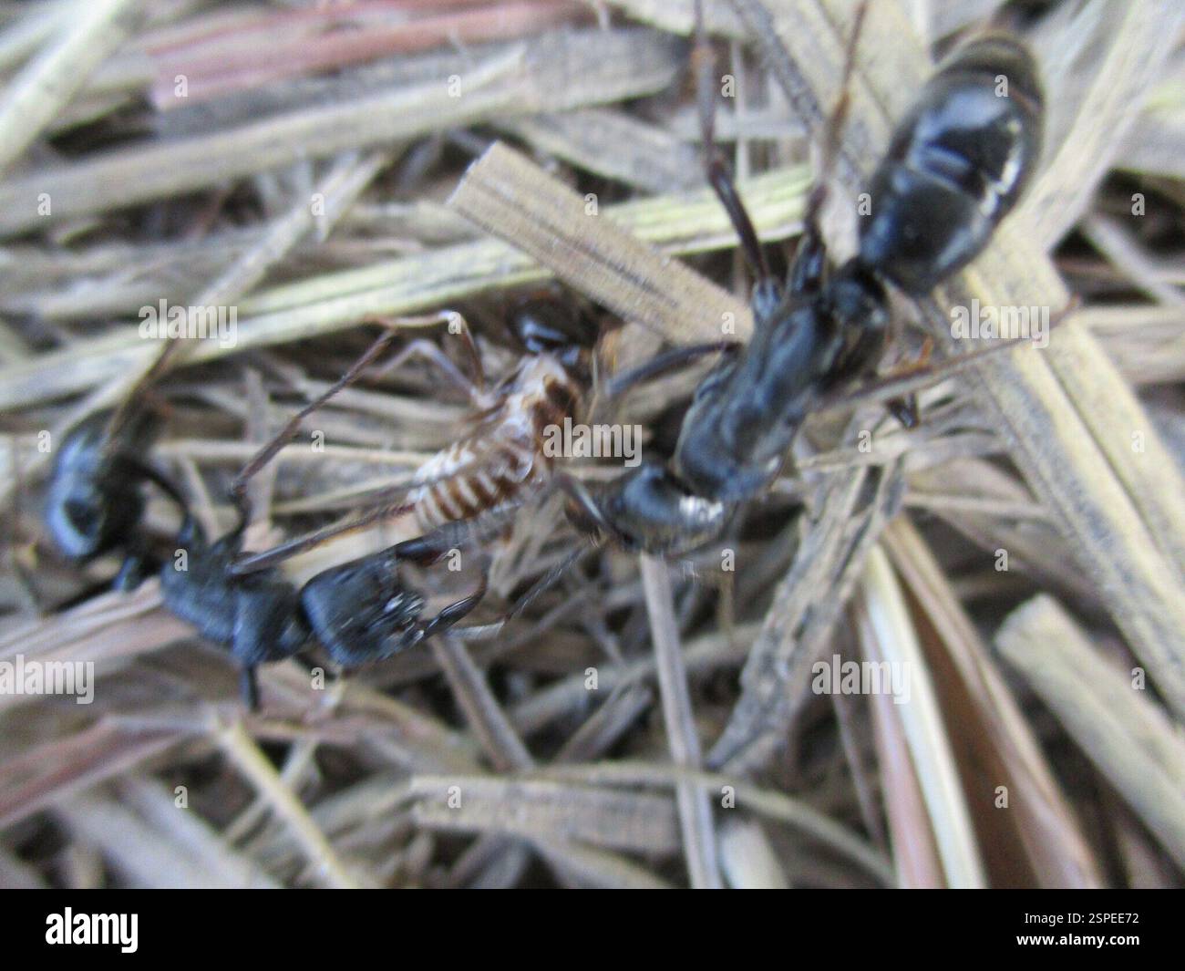 African stink ant (Paltothyreus tarsatus), Insecta, Katima Mulilo ...