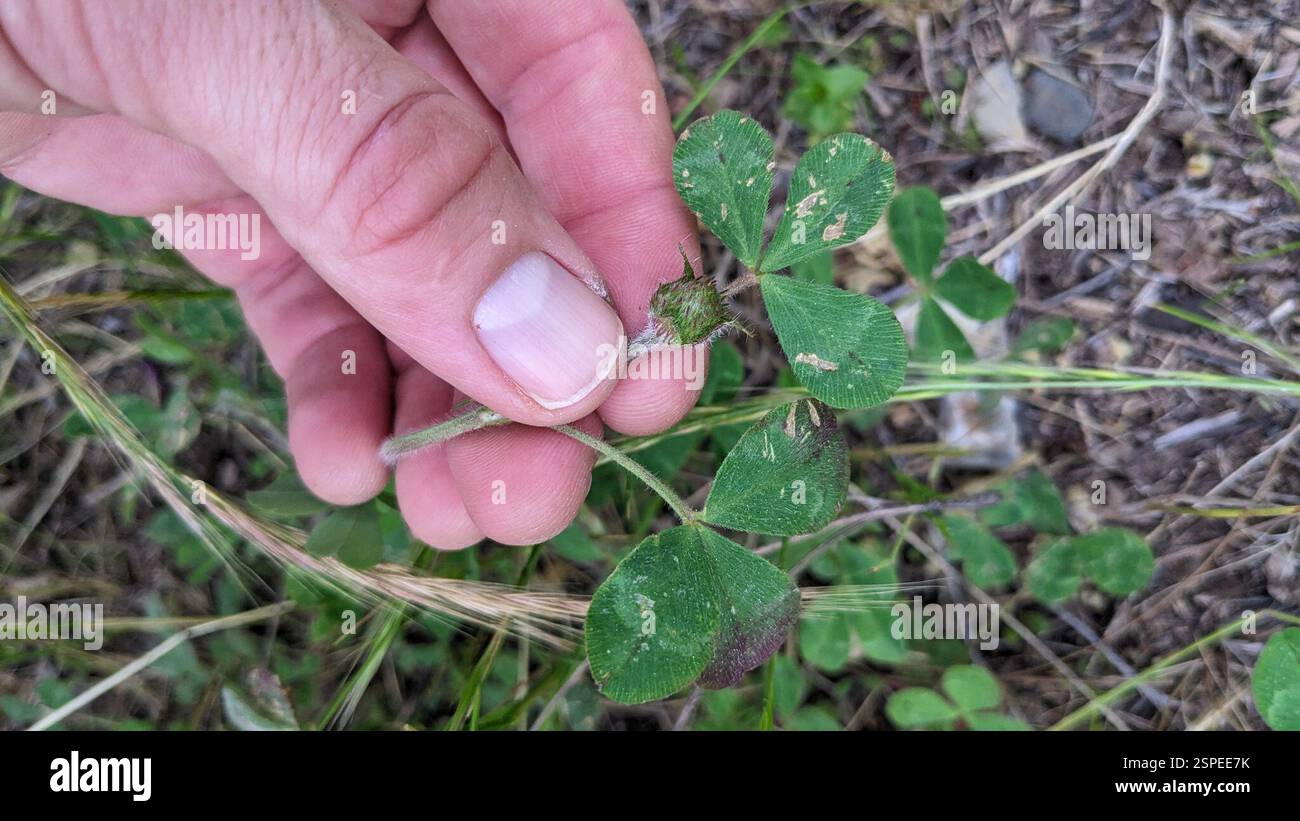 Rose Clover (Trifolium hirtum), Plantae, Westwood, Los Angeles, CA, USA ...
