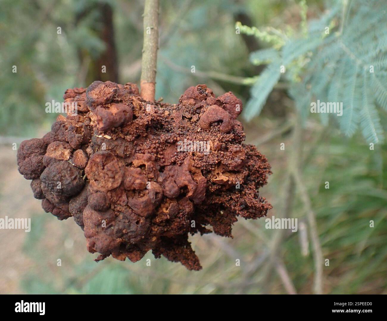 wattle gall rusts (Uromycladium), Fungi, Wynyard TAS 7325, Australia ...