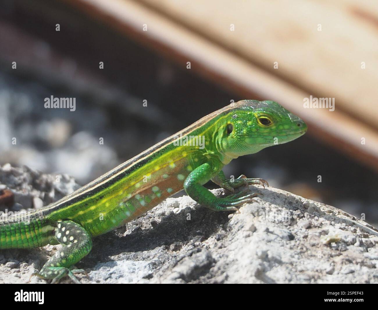 Rainbow Whiptail (Cnemidophorus lemniscatus), Reptilia, Noord ...