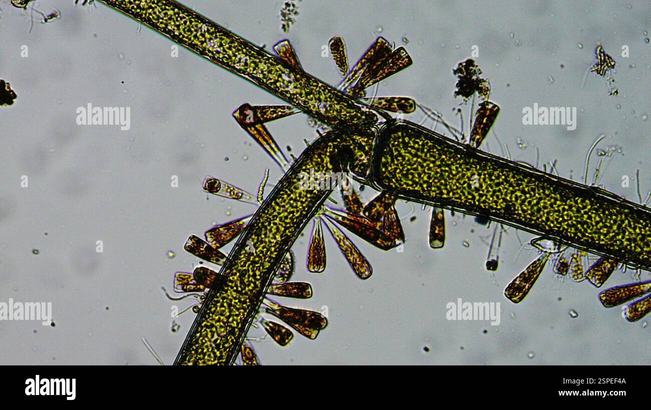 green algae (Chlorophyta), Plantae, George Town, Cayman Islands ...