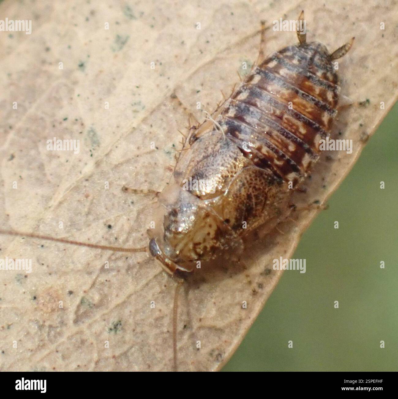 Cockroach underside hi-res stock photography and images - Alamy