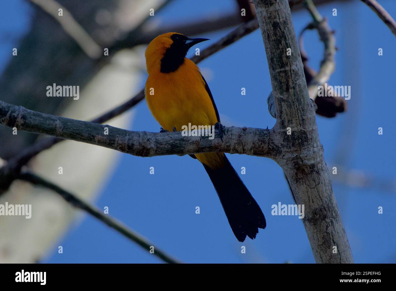 Yucatán Hooded Oriole (Icterus cucullatus igneus), Aves, Villa Rosella ...