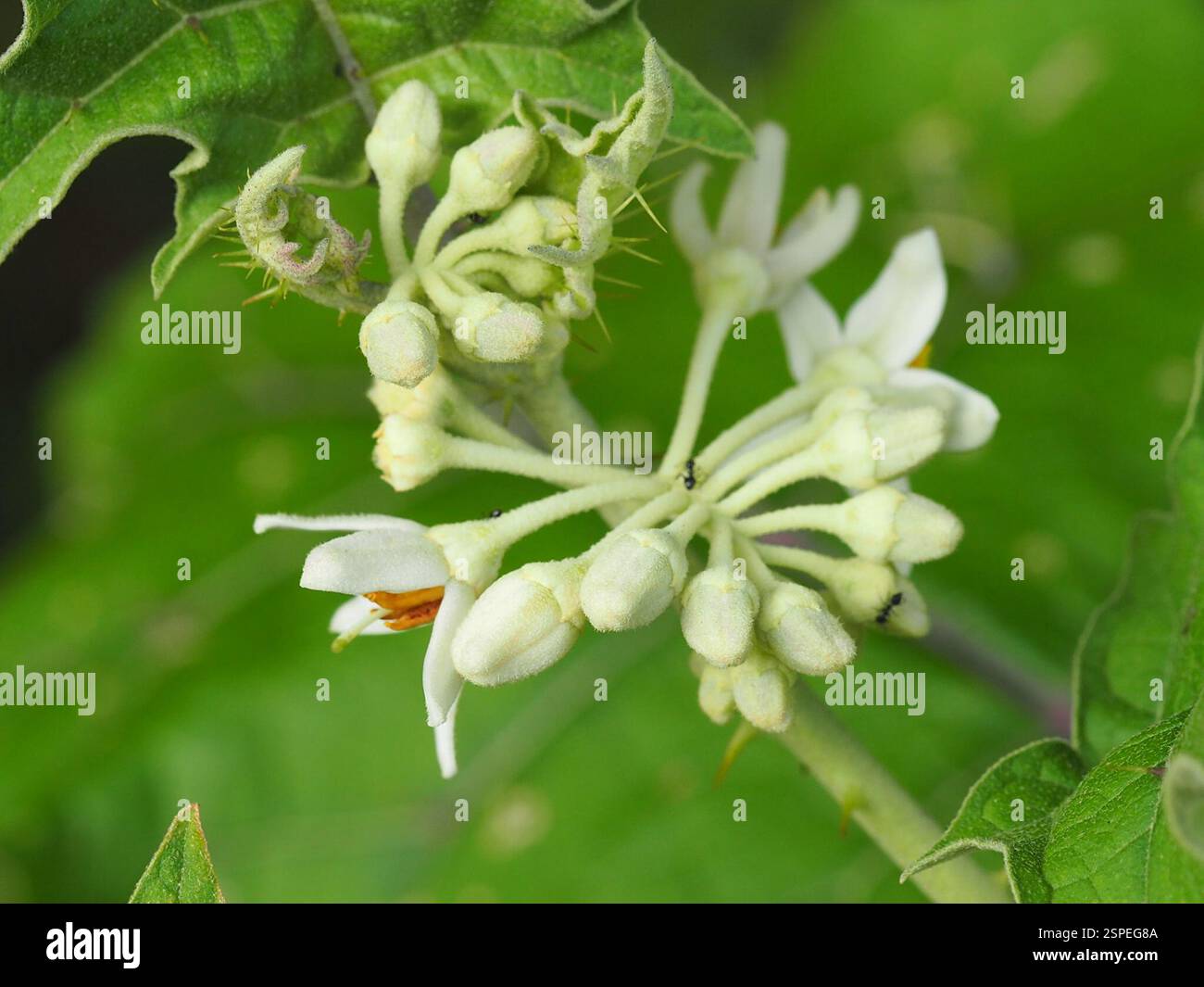 coconilla (Solanum stramoniifolium), Plantae, Blauwgrond, Paramaribo ...