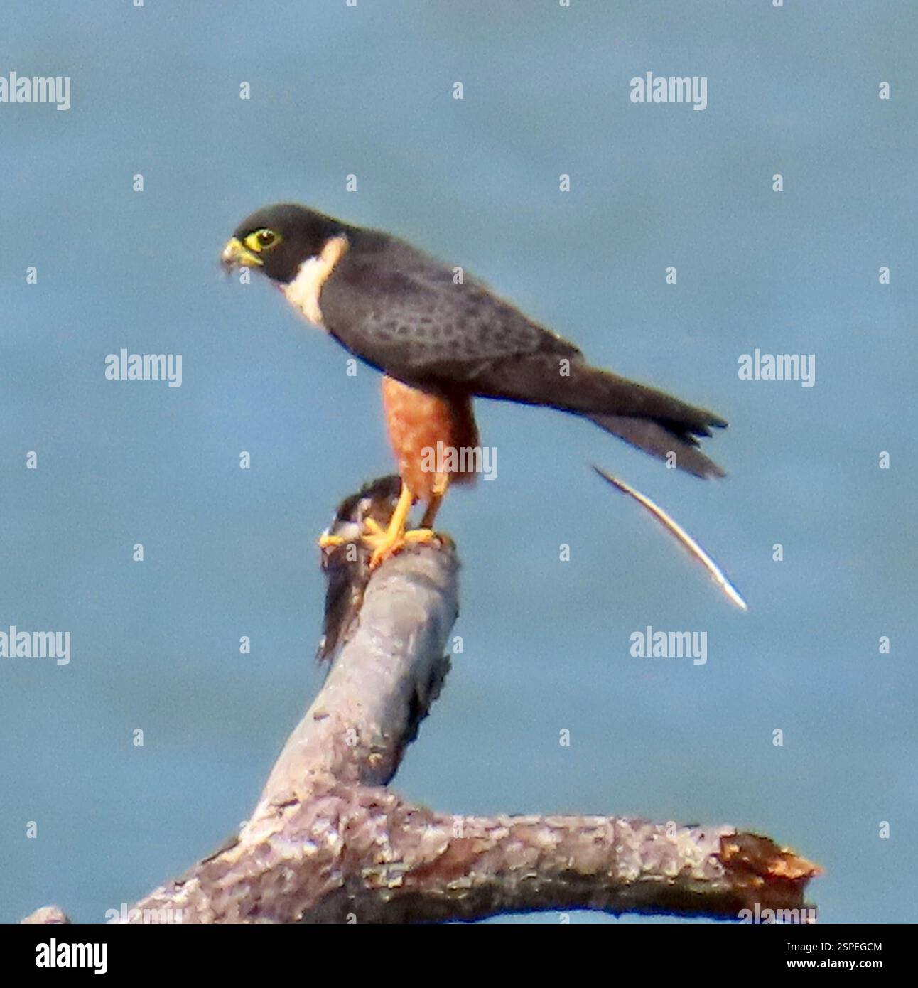 Bat Falcon (Falco rufigularis), Aves, Colon, PA, While we were looking ...