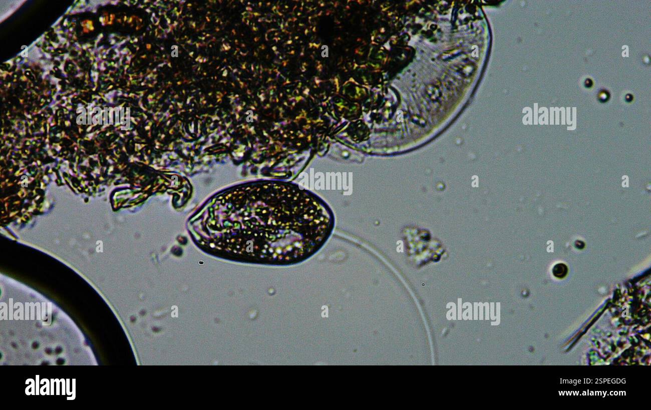 (Anisonema acinus), Protozoa, South Kingstown, RI, USA, Magnification ...