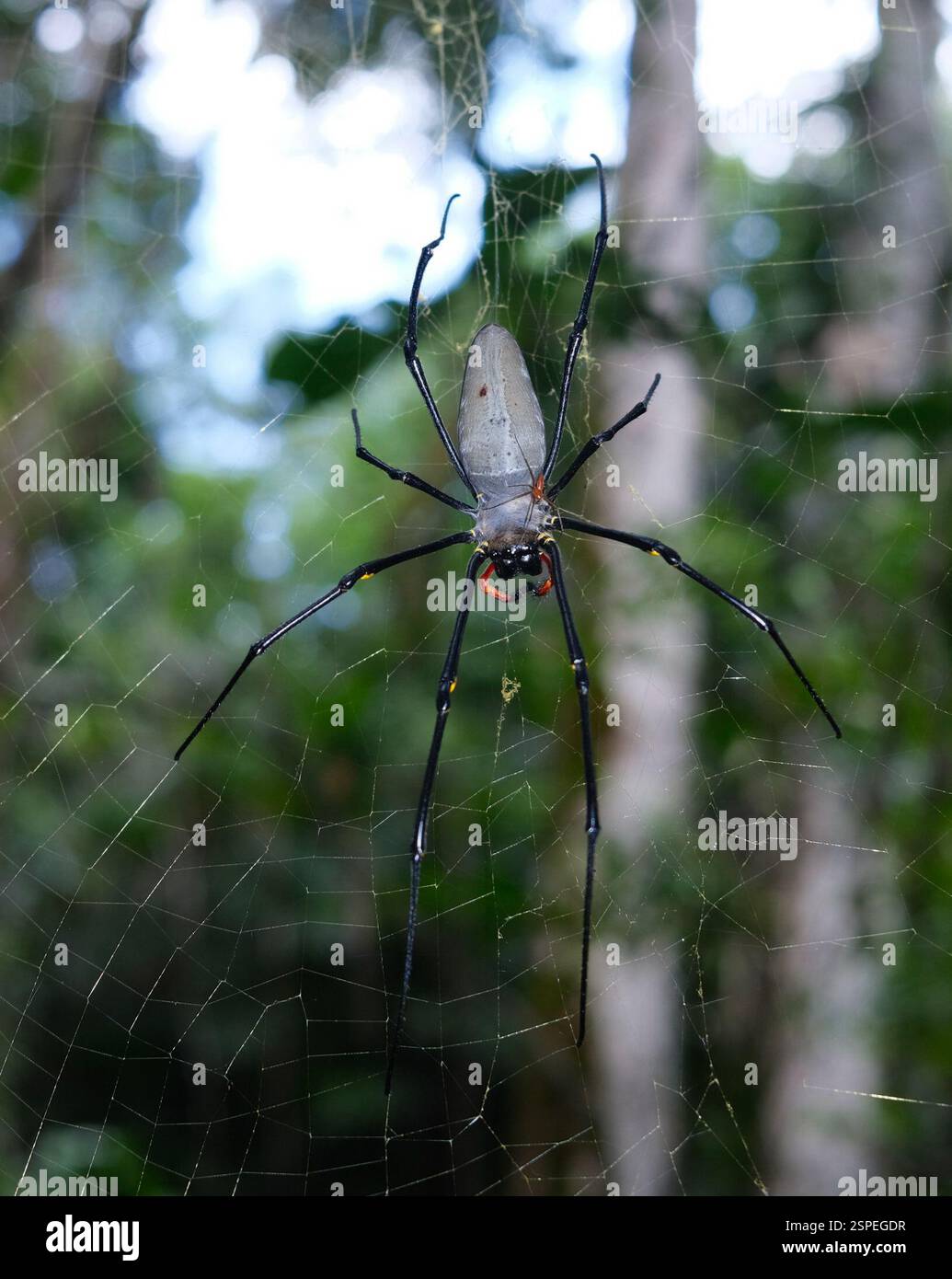 Giant Golden Orbweaver (Nephila pilipes), Arachnida, Syndicate QLD 4873 ...