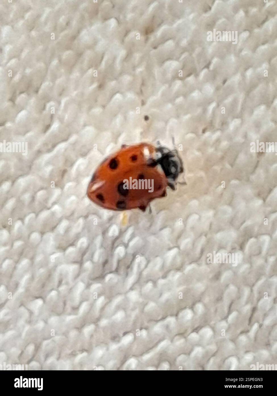 Variegated Lady Beetle (Hippodamia variegata), Insecta, Edgemead, Cape ...