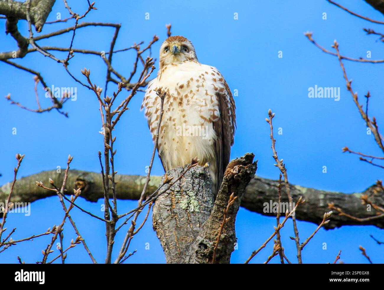 A hawk sits majestically on a branch, surveying its surroundings in ...