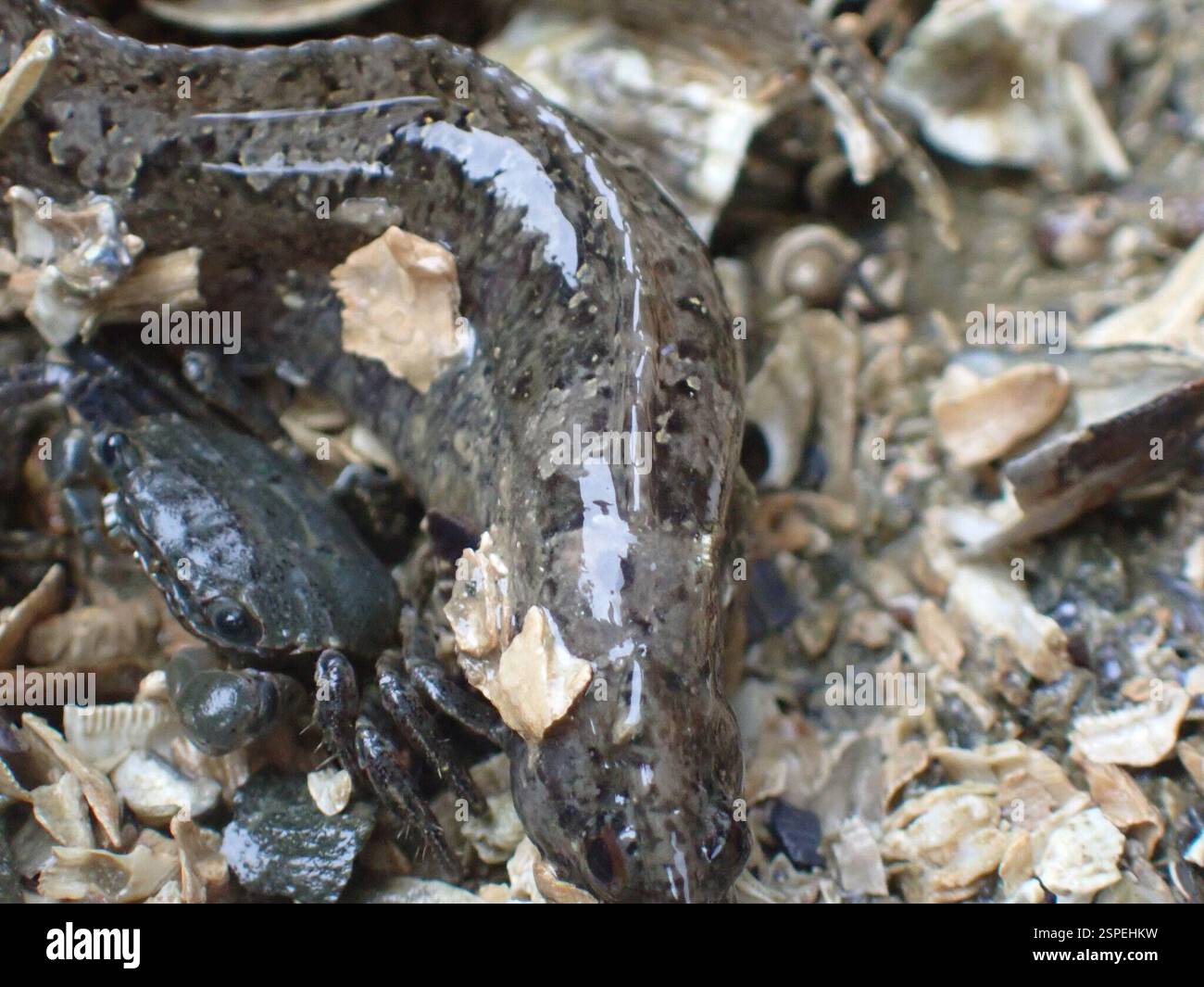 High Cockscomb (Anoplarchus purpurescens), Actinopterygii, Bowen Island ...