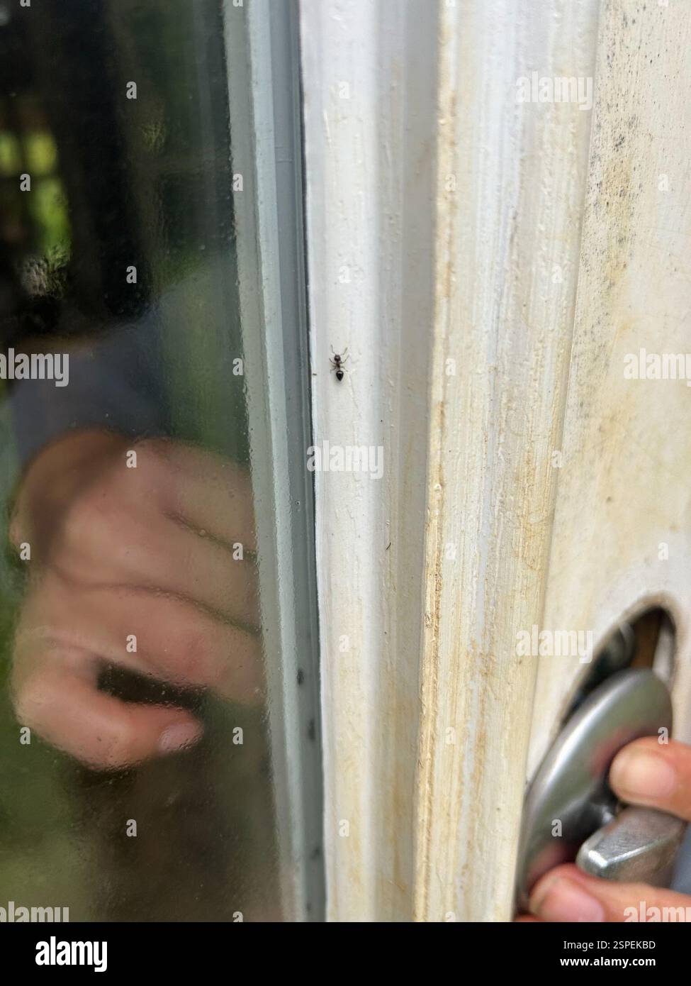 Small-lined Acrobat Ant (Crematogaster lineolata), Insecta, Deer Park ...