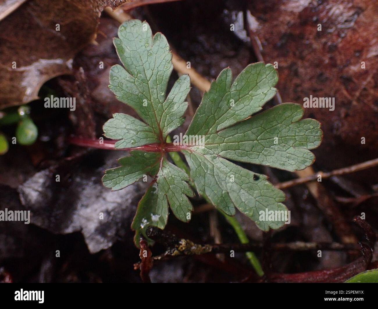 northern sanicle (Sanicula graveolens), Plantae, Capital, BC, Canada ...