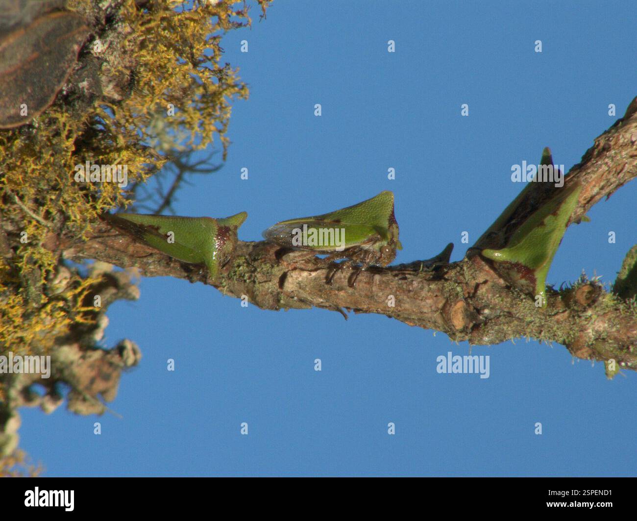 Guasca cundinamarca hi-res stock photography and images - Alamy