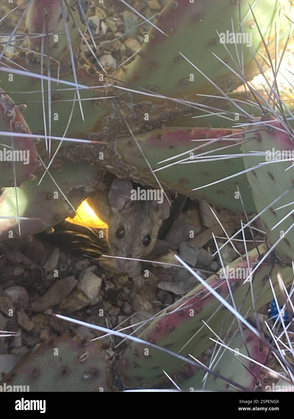 White-throated Woodrat (Neotoma albigula), Mammalia, Desert Botanical ...