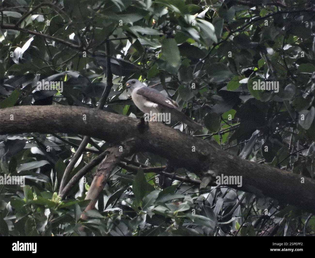 Chinese Sparrowhawk (Tachyspiza soloensis), Aves, Lung Fu Shan, Hong ...