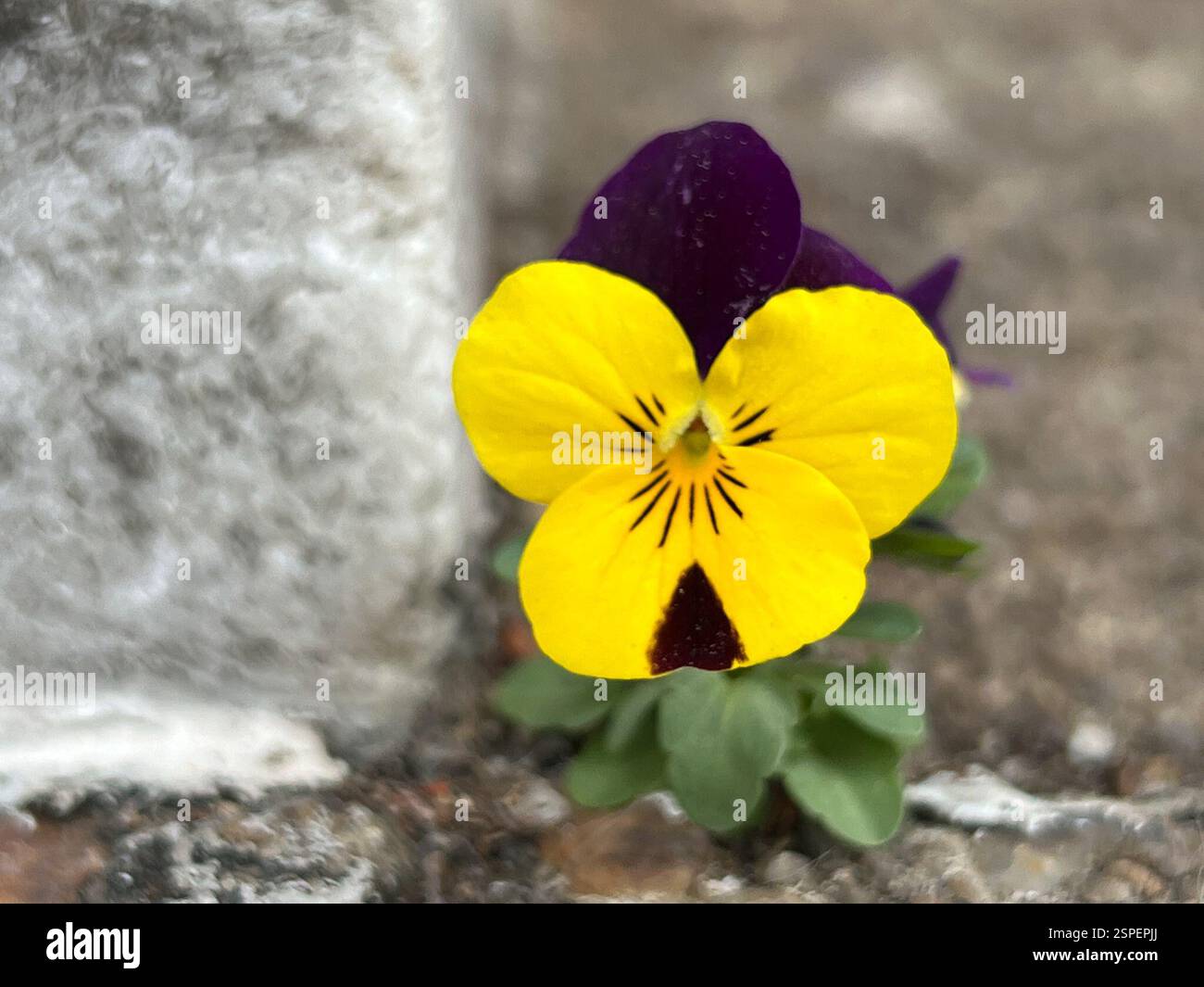 Horned pansy (Viola × williamsii), Plantae, S Ellwood Ave, Baltimore ...